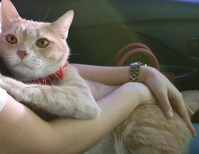 Solano-Napa Pet Emergency Clinic: Top Rated Fairfield Veterinarians Solano-Napa Pet Emergency Clinic: Top Rated Fairfield Veterinarians